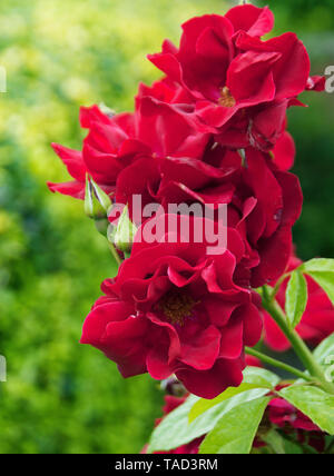rosa dusky maiden rose roses floribunda red flower flowers flowering ...