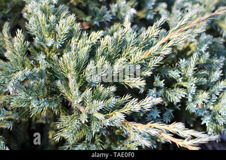 The original texture of natural juniper needles. Close-up. Blue small ...