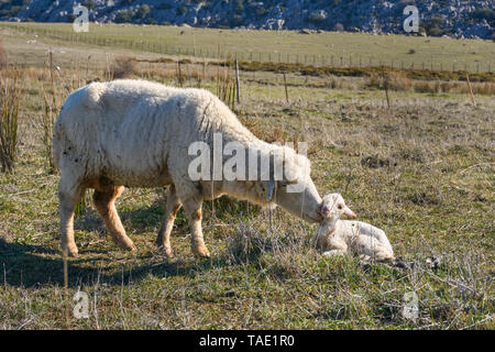 Merina sheep of Grazalema with newborn calf, Cadiz. Spain Stock Photo ...