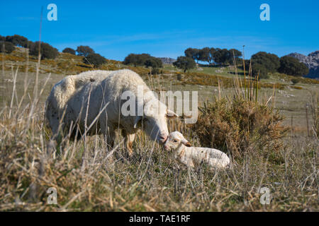 Merina sheep of Grazalema with newborn calf, Cadiz. Spain Stock Photo ...