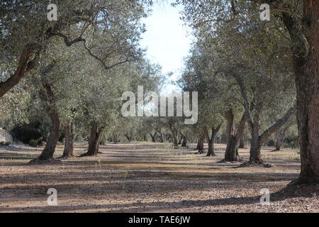 Olive orchard in Apulia Stock Photo - Alamy