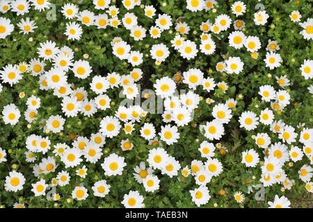 Top view of yellow and white daisies blooming in the field in summer ...