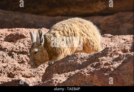 Curious southern viscacha (Lagidium viscacia), Salar de Uyuni, Bolivia ...