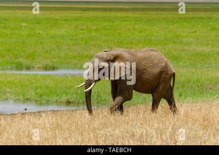 Elephant walking near Tanzania swamp and green grasslands Stock Photo ...