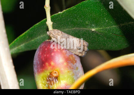 Olive fruit midge (Lasioptera berlesiana), this small insect lays its ...