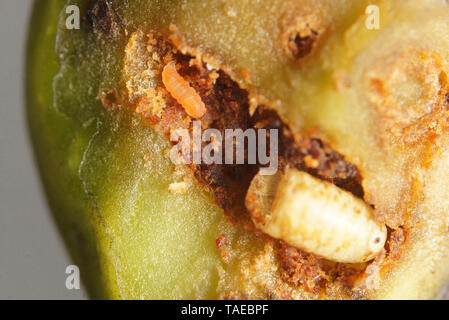 Olive fruit midge (Prolasioptera berlesiana) emerged from a stock of ...