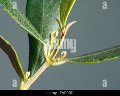 Olive moth caterpillar (Prays oleae) between the leaves of the end of ...