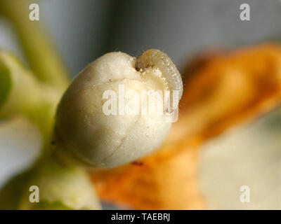 Olive moth caterpillar (Prays oleae) between the leaves of the end of ...