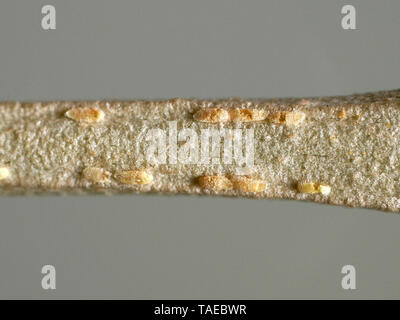 Larvae of black scale, Saissetia oleae and Long-tailed mealybug ...