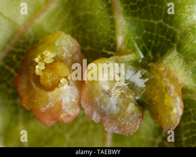 Erinosis or disease of the Grape Erineum Mite (Colomerus vitis), due to ...
