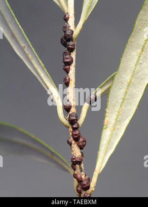 Black Scale Insect Saissetia oleae adult nymphs on Orange Citrus ...