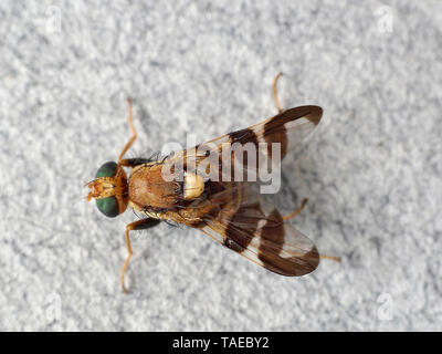 Walnut husk fly (Rhagoletis completa) it is quarantine species of ...