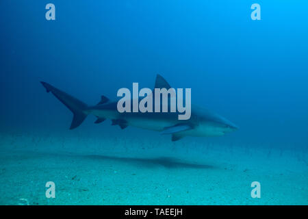 Bull shark (Carcharhinus leucas), swimming towards camera, underwater ...