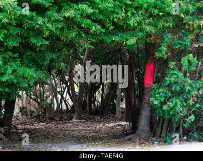 The Manchineel tree (Hippomane mancinella) is a species of flowering ...