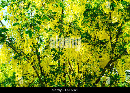 Spring flowering branch of a Laburnum tree bright invigorating yellow a ...