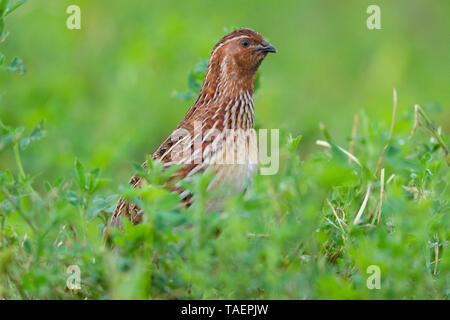 Yellow Quail bird, standing side ways. Looking to ground for food ...