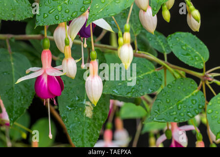 Fuchsia Rose of Castile in flower Stock Photo - Alamy