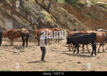 Lassoing cows, Tarabuco, Bolivia Stock Photo - Alamy
