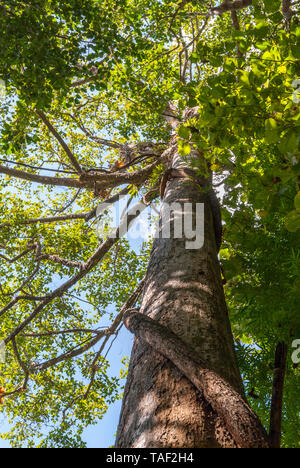 Interesting nature - tree wrapped around another tree growing in ...