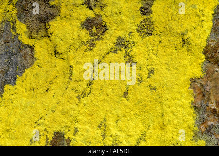 green algae (Chlorophyceae), green algae Stock Photo - Alamy