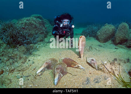 Dead fan mussel and diver, Mediterranean Sea. Massive mortality of ...