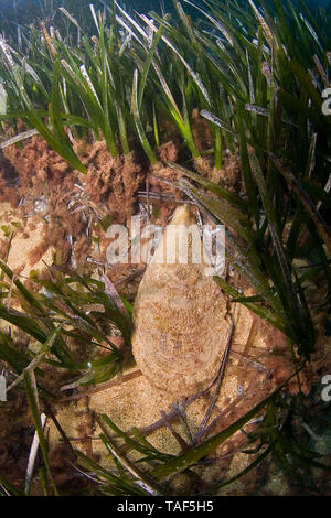Pen shell, Pinna Nobilis and seagrass Meadows, Posidonia Oceanica ...