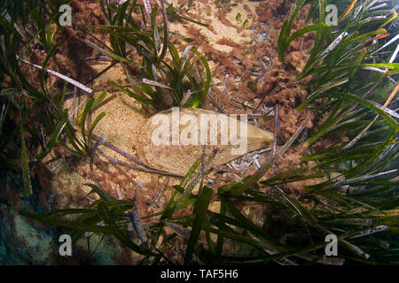 Dead fan mussel in a seagrass, Mediterranean Sea. Massive mortality of ...
