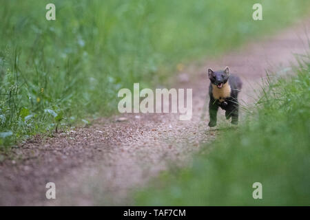 European pine marten (Martes martes) running over fallen tree trunk in ...