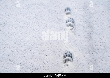 badger track in snow Stock Photo - Alamy