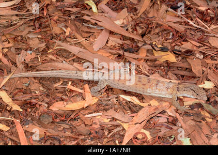 Pygmy mulga monitor (Varanus gilleni Stock Photo - Alamy
