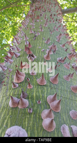 A tree with many spikes on it. The spikes are green and white. The tree ...