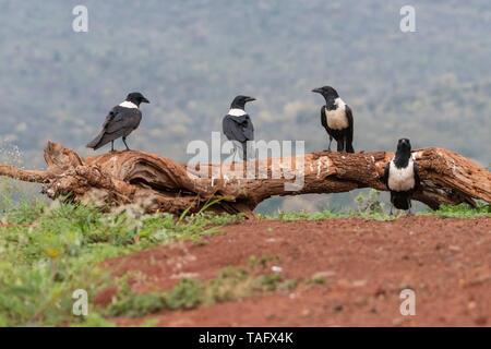 Pied crows Corvus albus on a communal roost at sunset. Dakar. Senegal ...