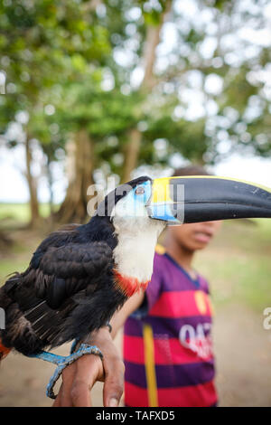 Friendly toucan at an animal shelter on the riverbank of the Amazon ...