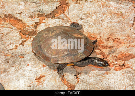 Steindachner's Snake-necked Turtle (Chelodina steindachneri), Galena ...