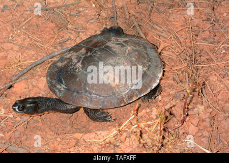 Steindachner's Snake-necked Turtle (Chelodina steindachneri), Galena ...