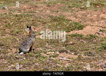 Ethiopian highland hare (Lepus starcki), Bale Mountains, Ethiopia Stock ...