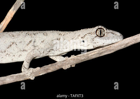 Western Spiny-tailed Gecko (Strophurus strophurus), Hamlin Pool, Shark ...
