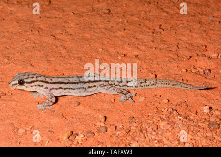 Tree dtella (Gehyra variegata), Edaggee Rest Area Carnarvon, WA ...