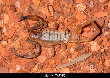 Inland robust scorpion (Urodacus yaschenkoi), Kings Canyon, NT ...