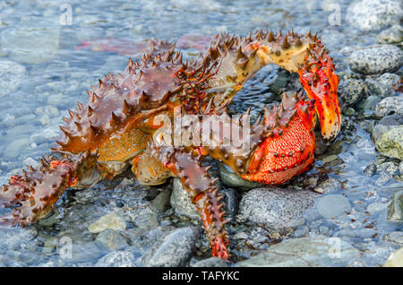Red king crab (Paralithodes camtschatica) and diver. Barents Sea ...