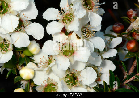 Tantoon (Leptospermum polygalifolium Stock Photo - Alamy