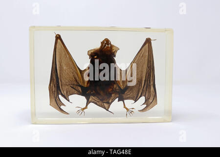 Preserved Bat Specimen in Lucite Resin Stock Photo - Alamy