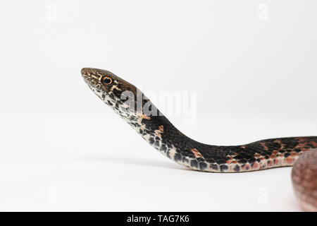 Red coachwhip (Coluber flagellum piceus), San Diego Zoo, Balboa Park ...