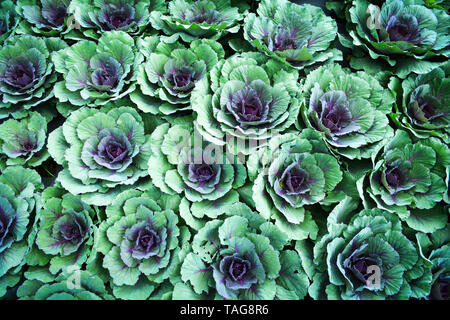 cabbages vegetable texture background / colorful ornamental cabbage ...