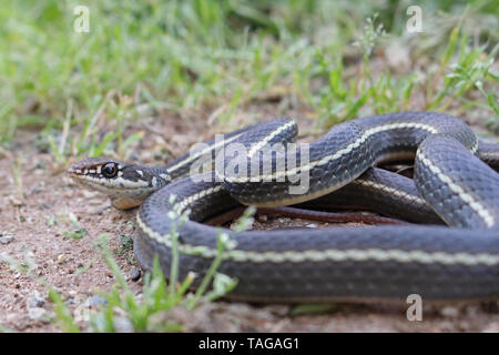 California Striped Racer Snake (Coluber lateralis lateralis Stock Photo ...