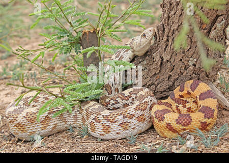 Sonoran Gopher Snake, (Pituophis catenifer affinis), Graham co ...