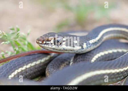 California Striped Racer Snake (Coluber lateralis lateralis Stock Photo ...