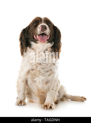English Springer Spaniel in front of white background Stock Photo - Alamy