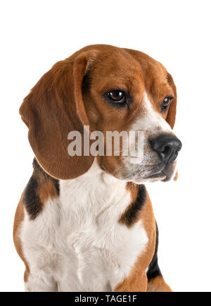young beagle in front of white background Stock Photo - Alamy