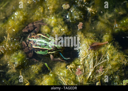 Pool frog eating damselfly Stock Photo - Alamy